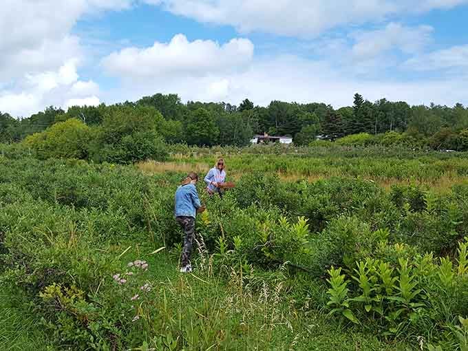 Blue Vista Farm invites you to wander through fields where your farm-to-table fantasies become delicious reality.