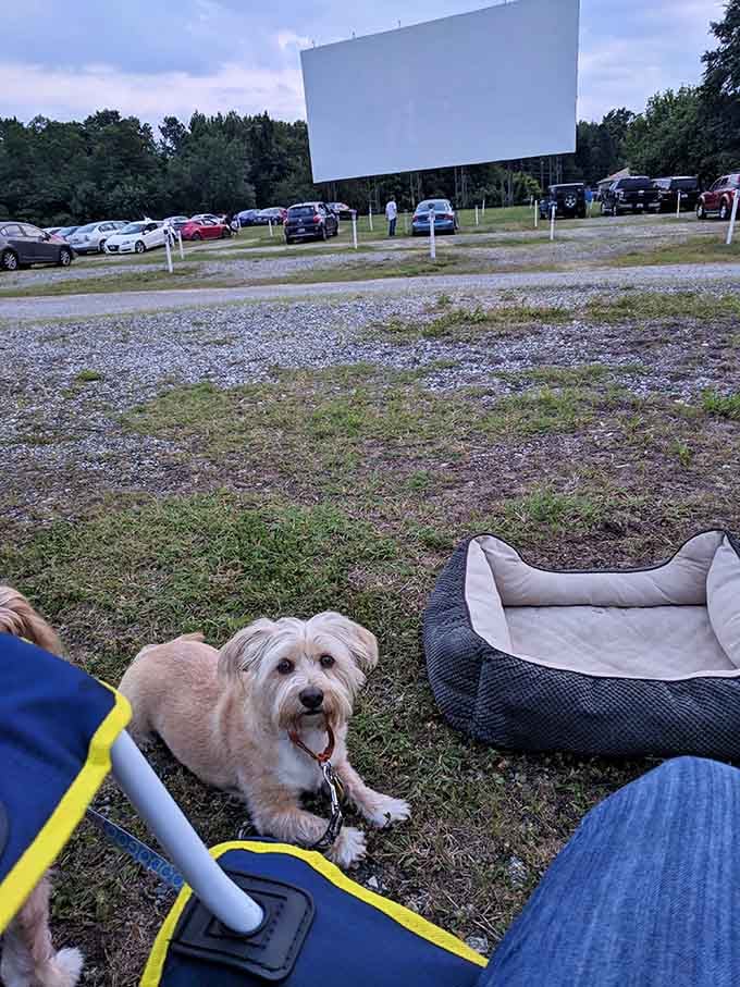 Even the four-legged moviegoers get the VIP treatment, lounging in style before the main feature starts rolling.
