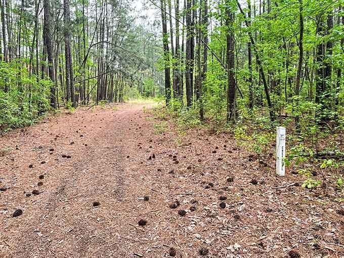 Nature trails wind through the woods near Lake Wallace, perfect for clearing your head without crowds.
