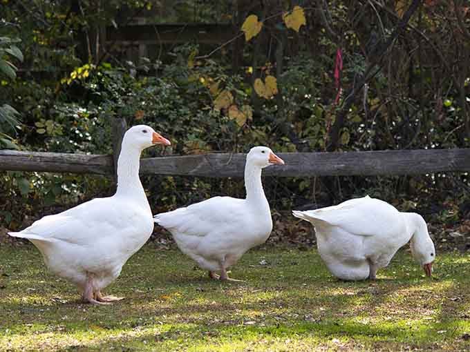 These geese strut with more confidence than most people heading into a job interview.