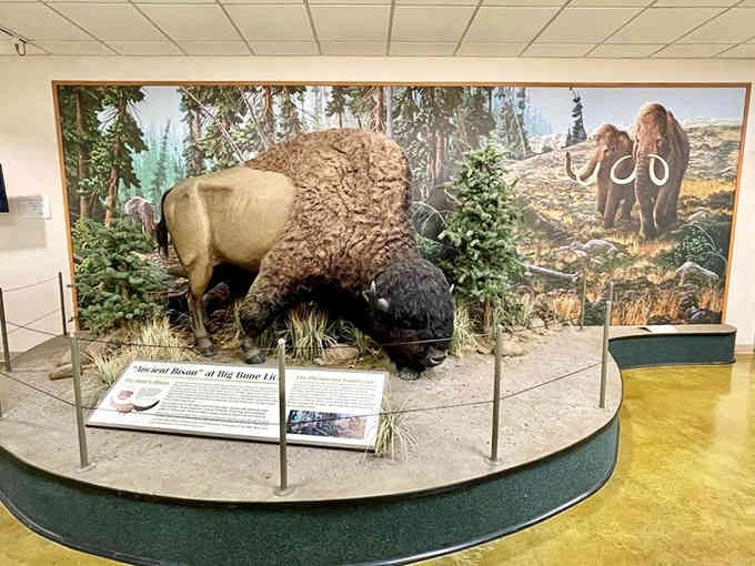 This ancient bison diorama captures the moment perfectly, frozen in time like a snapshot from 12,000 years ago.