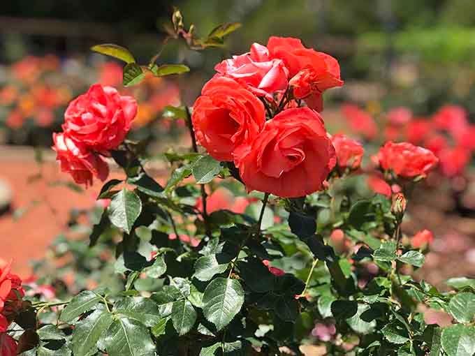 Coral-hued roses in full bloom smell better than any department store perfume counter you've ever walked past.