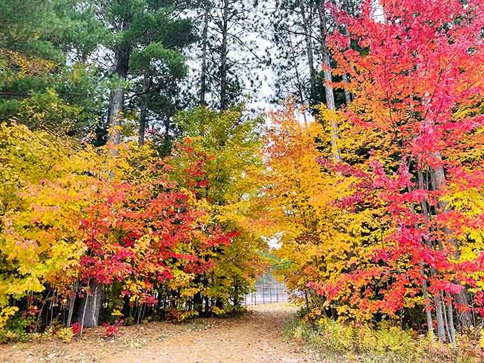 Fall colors so vibrant they make your phone's saturation settings look like they're not even trying hard enough.