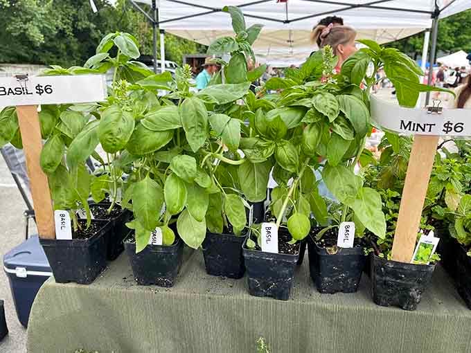 Potted herbs ready to transform your windowsill into a tiny farm, no green thumb required, just regular watering and hope.