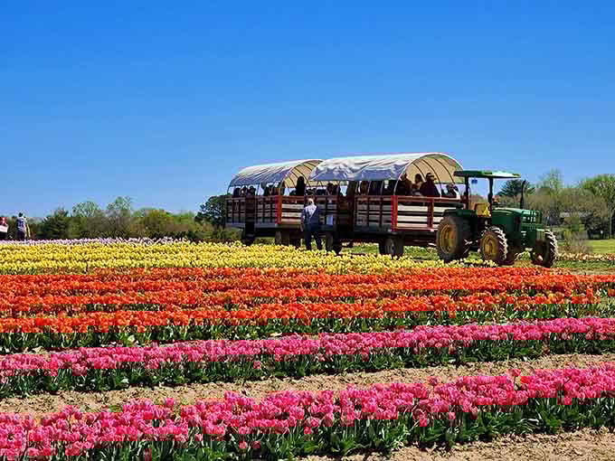 Tractor rides through tulip fields: the Virginia version of a European vacation without the jet lag headaches.