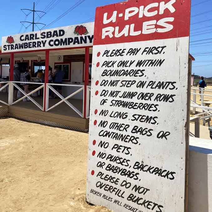 These straightforward rules keep everyone happy, the plants healthy, and your bucket honestly earned through actual picking effort.