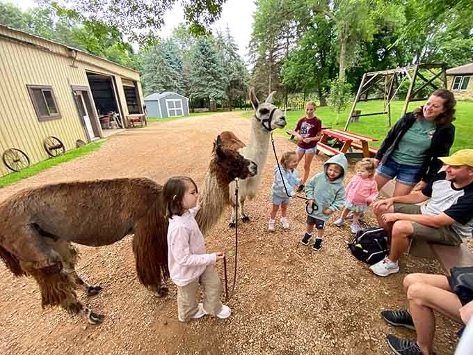 Family gatherings get infinitely better when they include llamas who are just as curious about you.