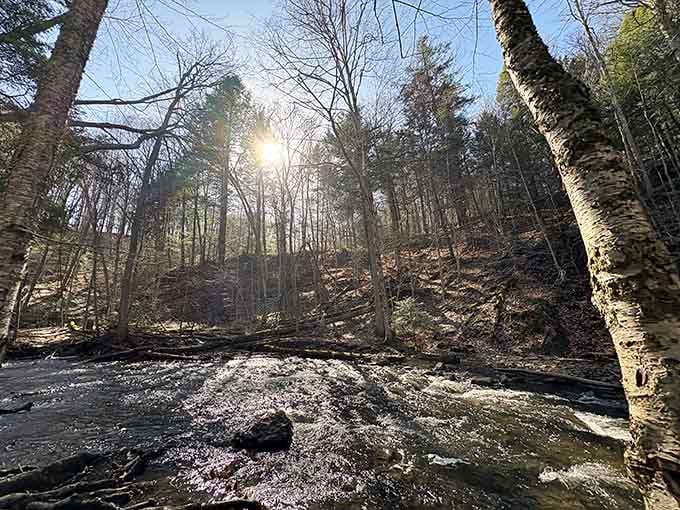 Sunlight filtering through spring leaves creates the kind of natural lighting Instagram filters can only dream about achieving.