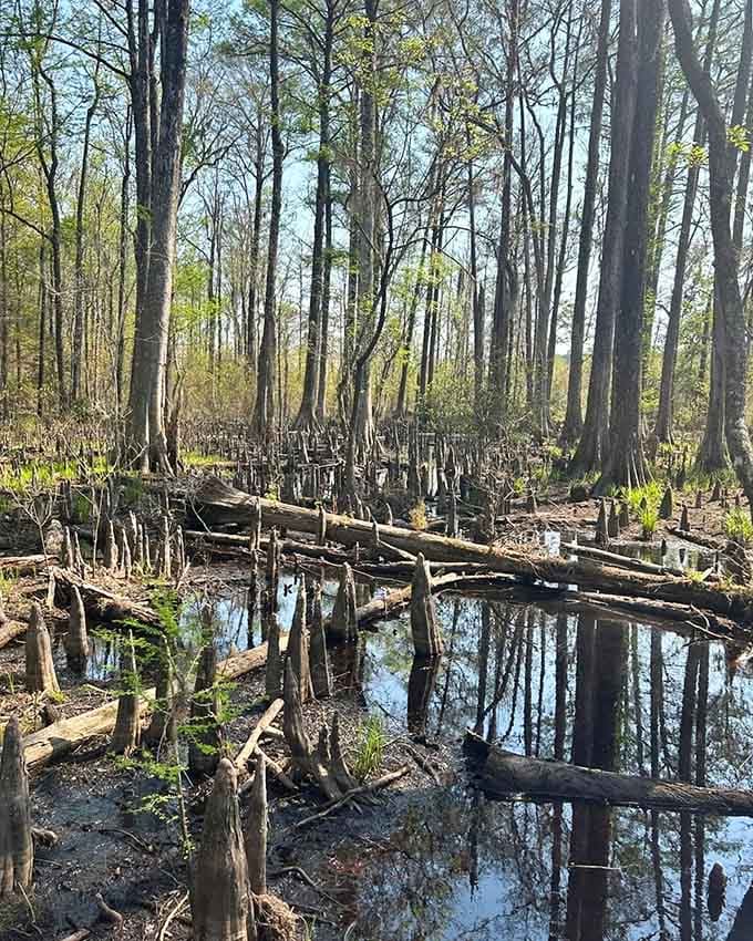Cypress knees rise from still water like nature's own sculpture garden, proving trees have better decorating sense than most humans.