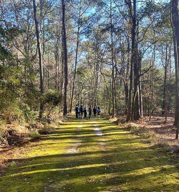 Moss-draped trees create a canopy over walkers, turning an ordinary hike into something straight from a storybook.
