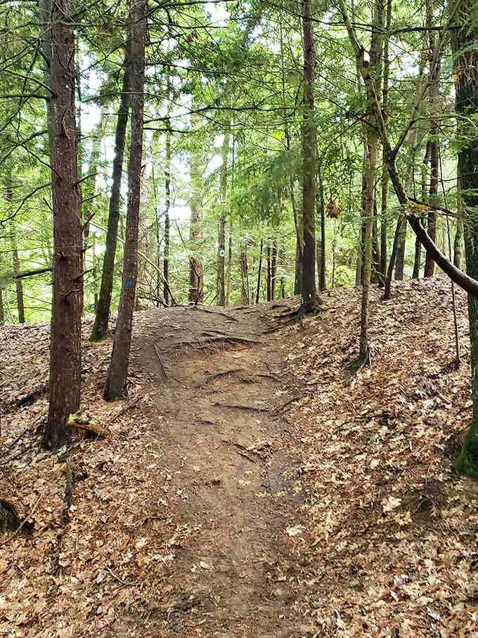 Trails carpeted in pine needles soften every step through this West Michigan woodland sanctuary.