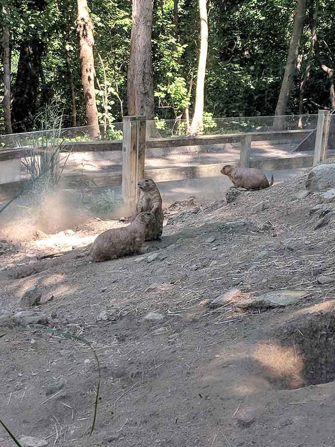 Prairie dogs creating more drama in their burrows than your favorite daytime soap opera ever could.