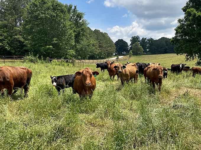 Little Springs Cattle Co. keeps it real with pastures that look like postcards and cattle living their best lives.