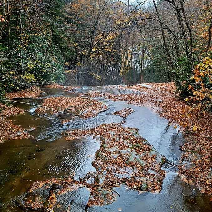 Autumn leaves carpet the streambed like nature decided to redecorate for the season in style.