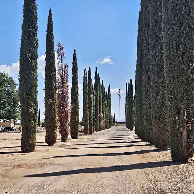 Towering cypress trees line the cemetery paths, creating natural cathedral aisles that command quiet respect and reflection.