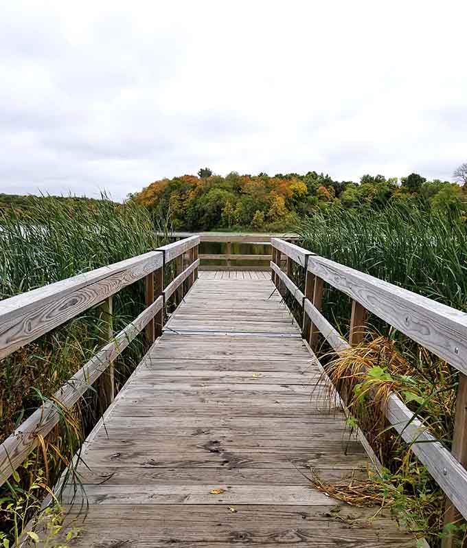 Boardwalks through the wetlands let you explore without getting your shoes muddy, which is honestly brilliant.