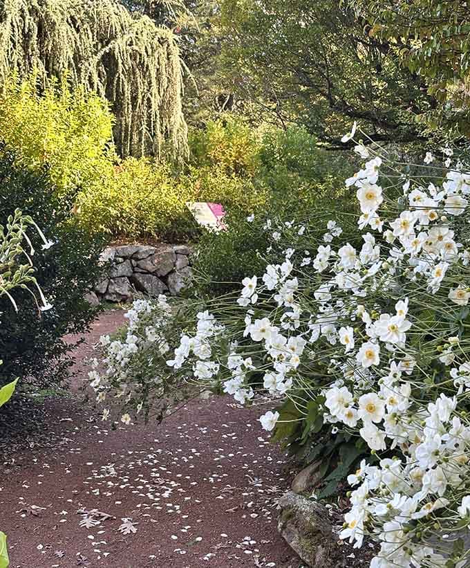 White flowers cascade over stone walls proving that sometimes nature has impeccable interior design taste.
