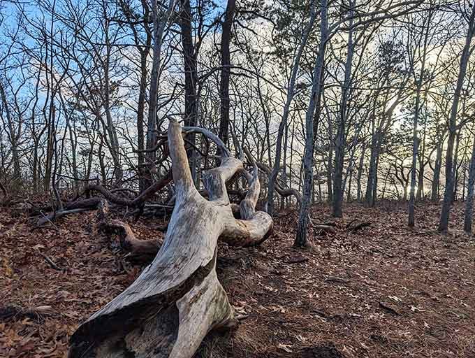 Driftwood takes on sculptural beauty here, twisted by time and tide into natural art that belongs in a gallery.