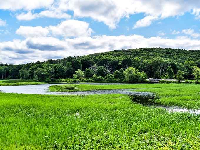 Marshlands stretch out like nature's own meditation app, except this one actually works and costs nothing.