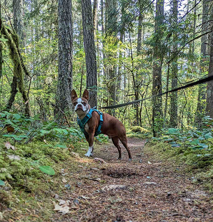 Four-legged hikers approve of this trail system, though they'd probably give it six paws if they could.