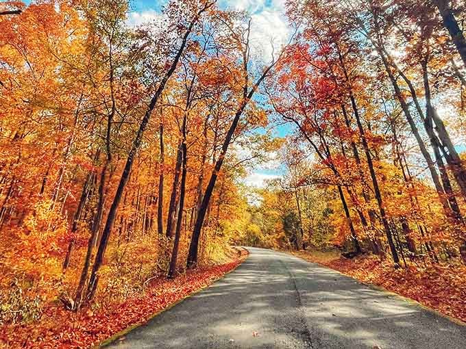 Autumn transforms these winding roads into a painter's palette, splashing gold and crimson across every surface imaginable.