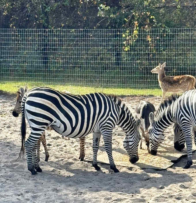 Zebras mingle in sandy habitats that prove Florida's versatility extends way beyond beaches and theme parks.