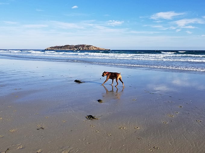 Even the dogs know this beach is special, trotting along the shore like they're auditioning for a Lassie reboot.