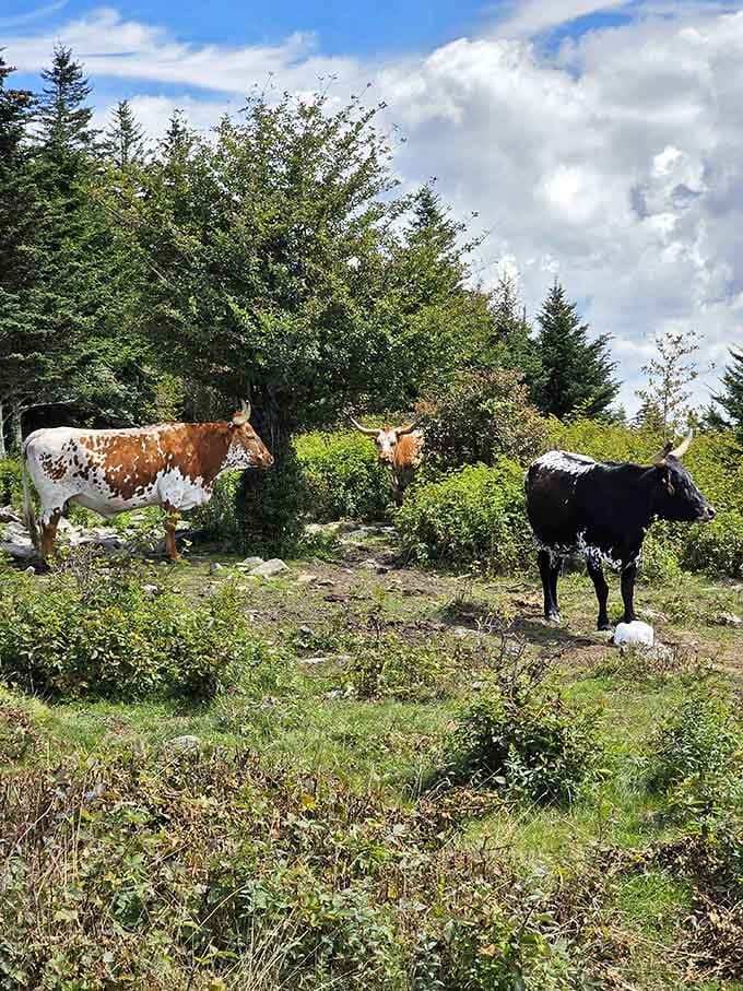 Even the cattle grazing here seem to know they've scored prime real estate with these mountain backdrop views.