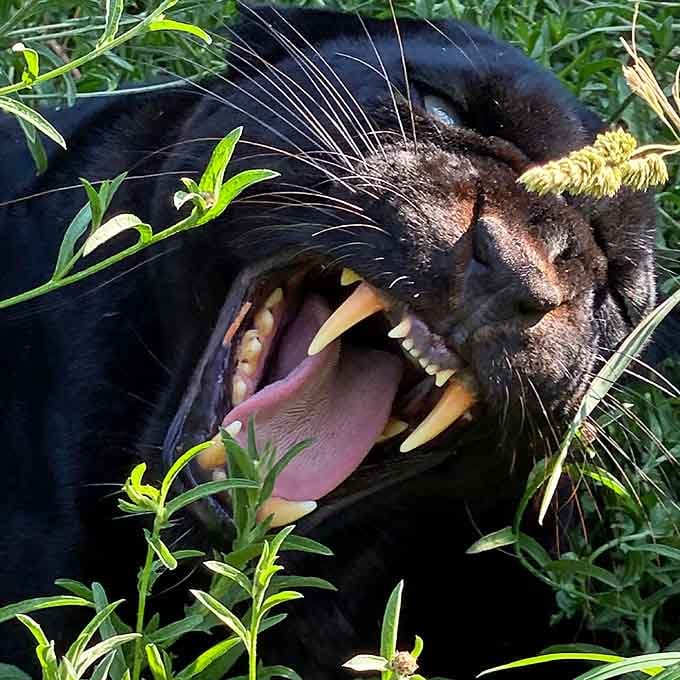 Black panthers are basically regular leopards who decided to go full goth. Still magnificent, just more mysterious.