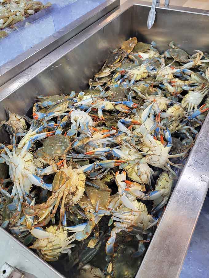 Live blue crabs pile together in their tank, fresher than anything you'd find at most coastal seafood markets.