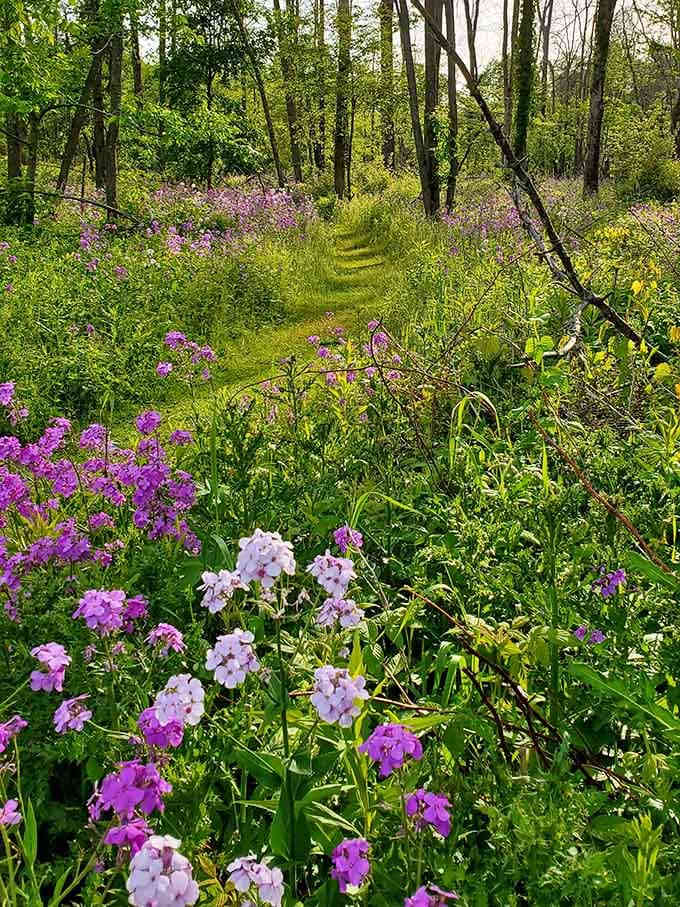 Spring wildflowers turn the trails into a purple paradise that would make any garden catalog jealous.