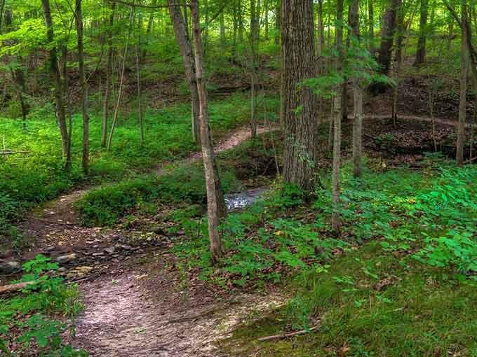 The trail winds through the forest like a choose-your-own-adventure book, except every choice leads somewhere beautiful.
