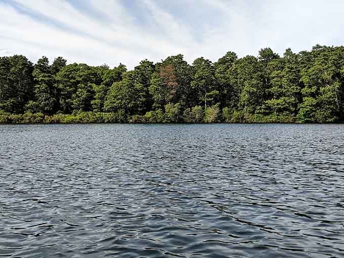 Forest surroundings create a natural buffer between you and the rest of civilization's chaos.