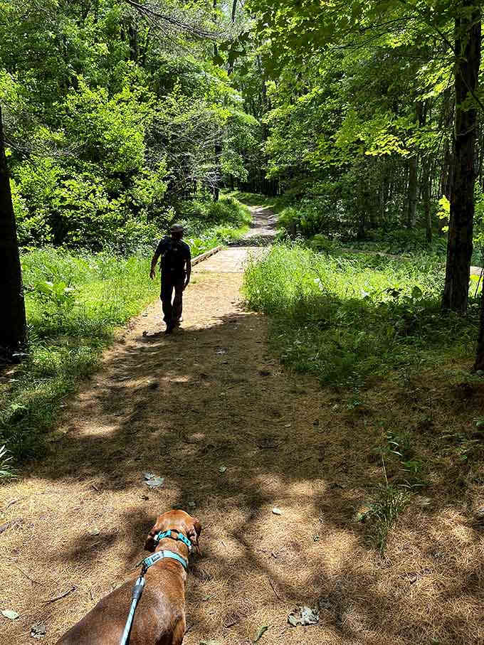 Trail hiking with your best friend, because dogs appreciate mountain air as much as you do.
