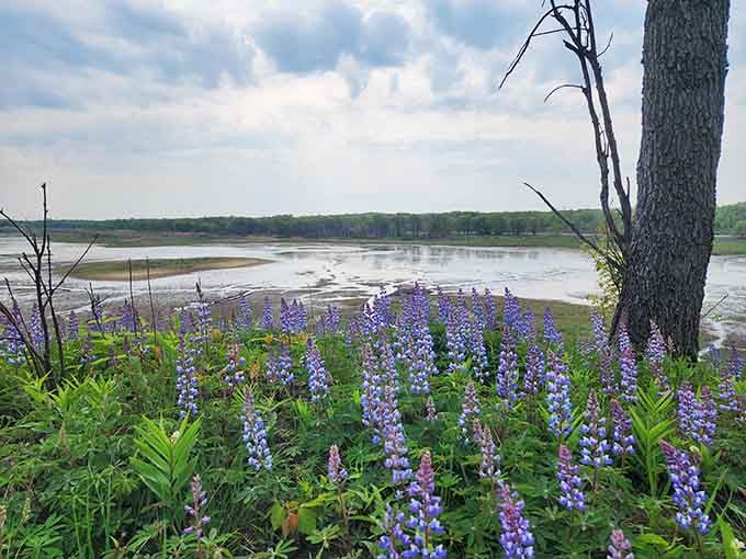 Wildflowers blooming beside wetlands, proving nature's got better decorating skills than any of us.