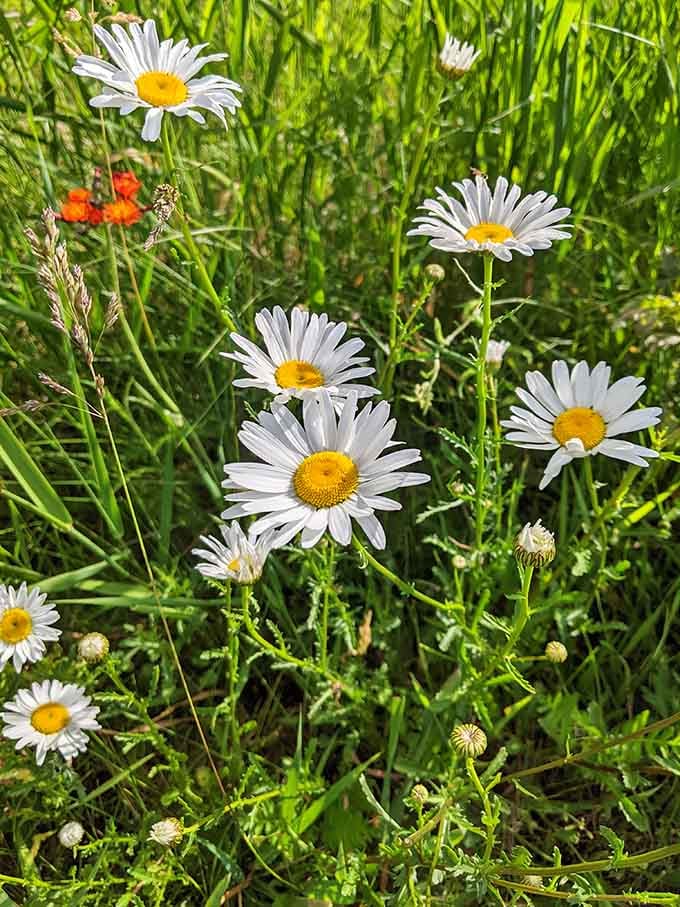 Wildflowers bloom cheerfully along the trail, adding pops of color to an already picture-perfect landscape.