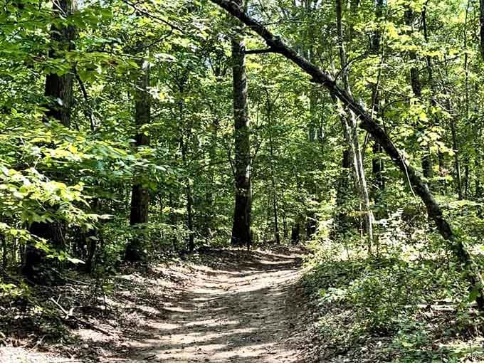 Sunlit trails wind through dense forest, inviting you to leave your worries at the trailhead.