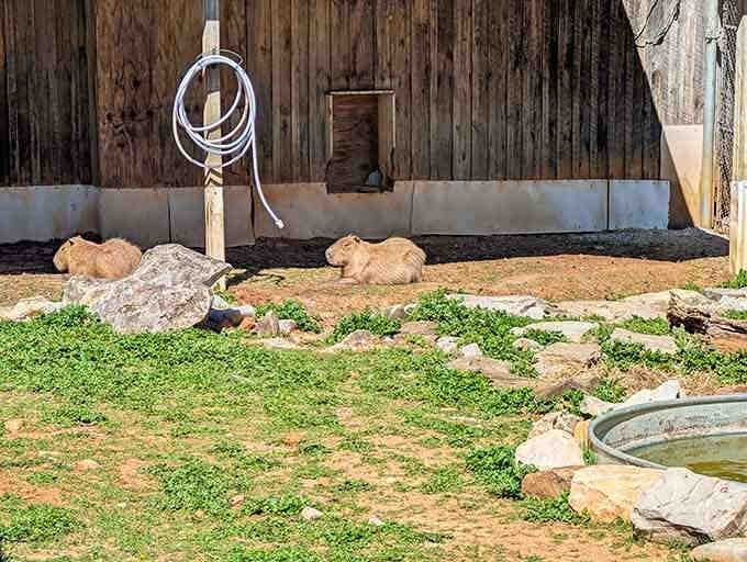 Capybaras just chilling in the sunshine, proving they're the world's most relaxed rodents no matter the continent.