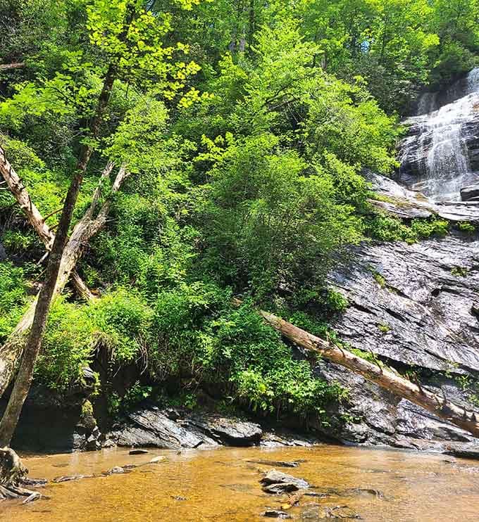The canopy overhead creates a natural cathedral ceiling that no architect could replicate, even with unlimited budget and time.