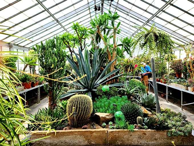 The greenhouse interior bursts with orchids and tropical plants that laugh at Ohio's winter from their climate-controlled paradise.