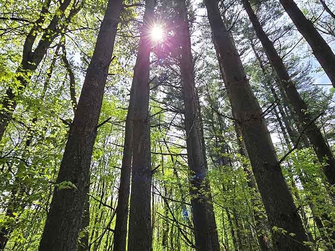 Sunlight filters through towering trees like nature's own spotlight, illuminating the forest floor in dramatic fashion.