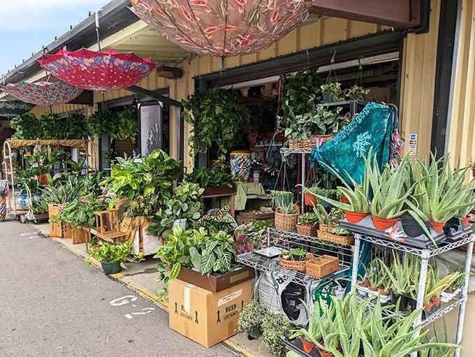 Green thumbs rejoice at this botanical bonanza where succulents and plants await their forever homes.
