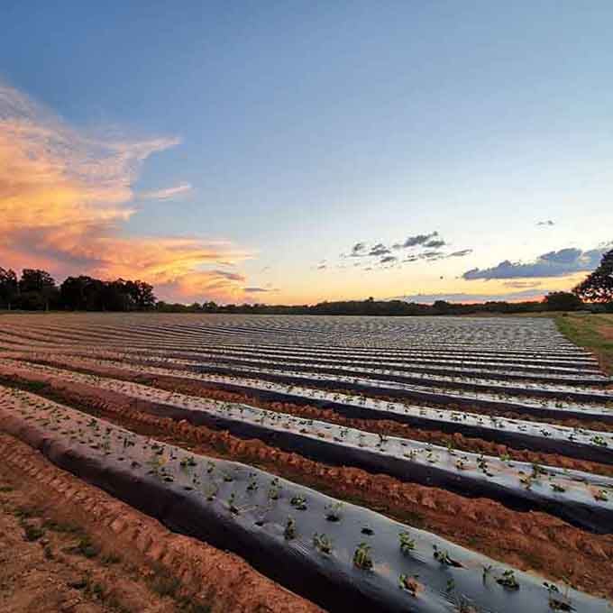 Sunset over the berry fields paints the sky in colors that rival the fruit growing below.
