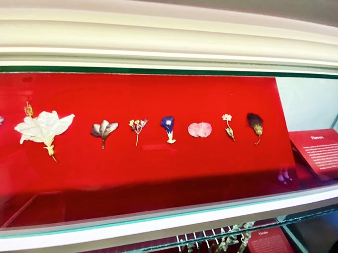 Delicate flowers preserved on red velvet remind us that beauty exists in the briefest, most fragile moments of life.