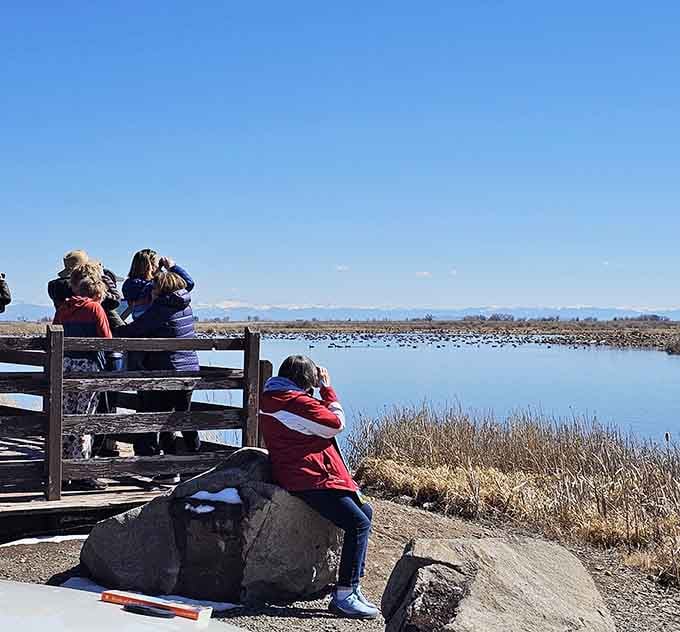 Bird watchers perch with binoculars raised, capturing moments more valuable than any photograph could ever preserve alone.