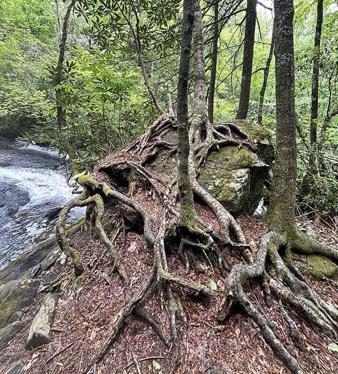 Tree roots that look like nature's own abstract sculpture, twisted and gnarled with purpose.