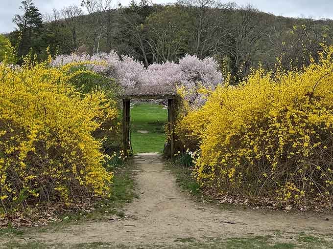 Yellow blooms creating a natural archway that practically begs you to walk through it.