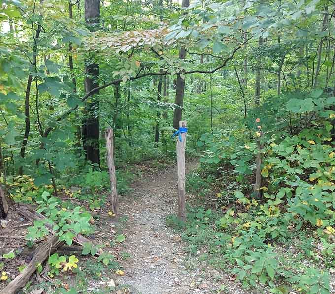 The trail markers guide you through the forest like breadcrumbs, except these won't get eaten by birds or woodland creatures.
