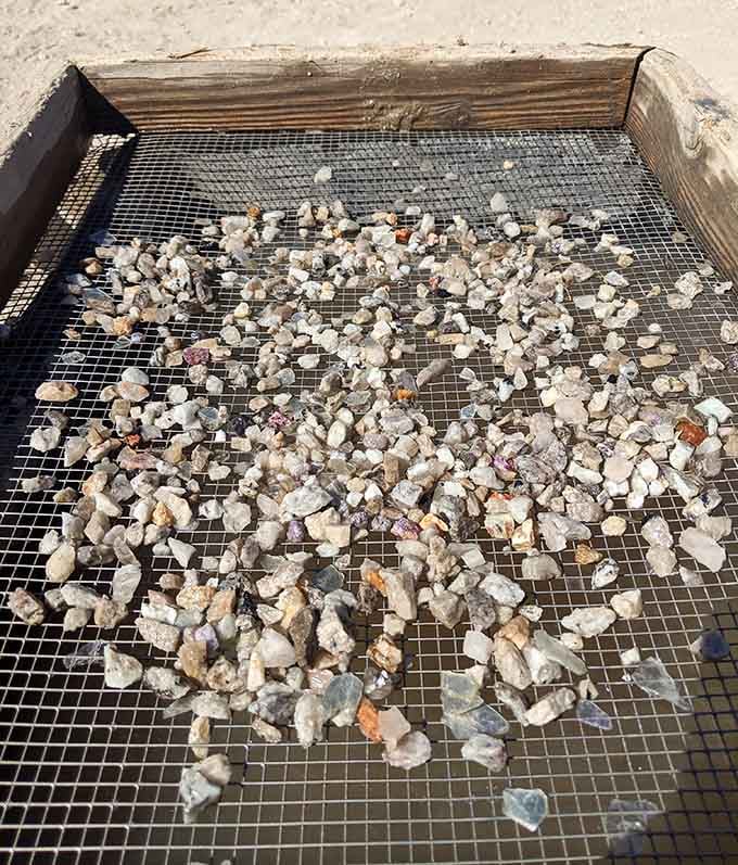 Hundreds of small stones on the mesh reveal the patient work required to separate keepers from ordinary pebbles.