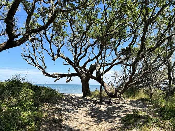 Springer's Point Preserve offers shaded paths to the beach where nature does all the decorating itself.
